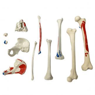 Anatomy Models | Sac State Library