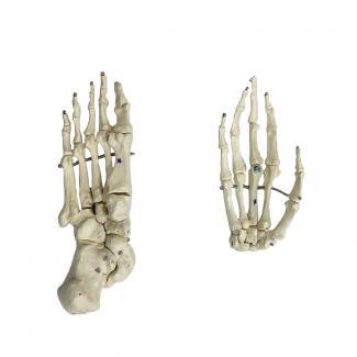 Anatomy Models | Sac State Library